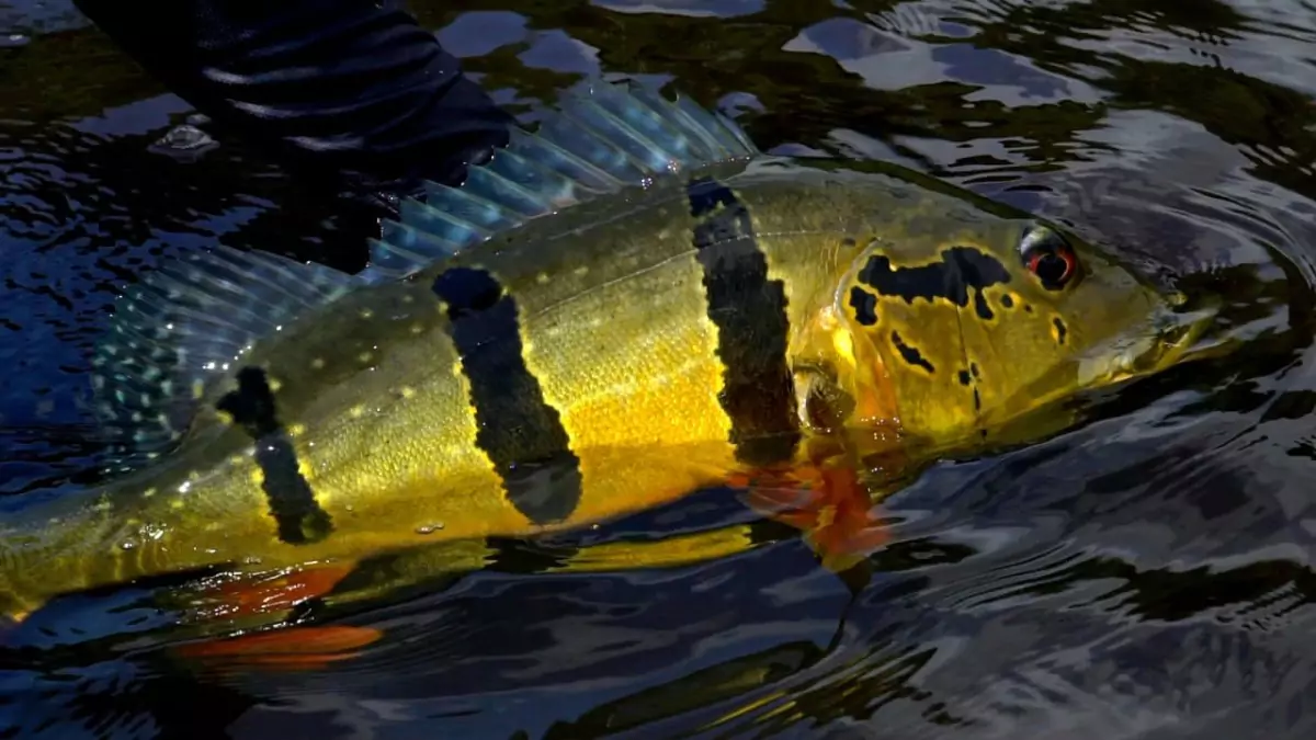 Pro Tucuna - Pesca de Tucunarés-Açús na Amazônia